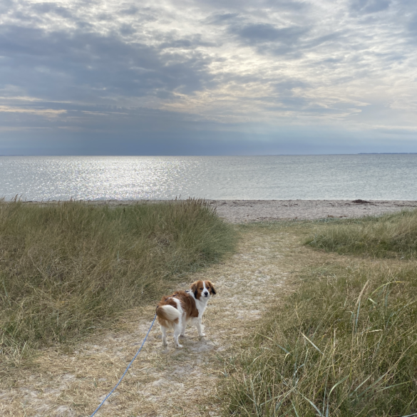 Toffe plekken - vakantie met de hond